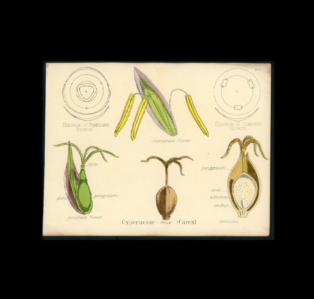 C. 1874 PLANT ANATOMY Lithograph • Original Antique Print • Botany ...