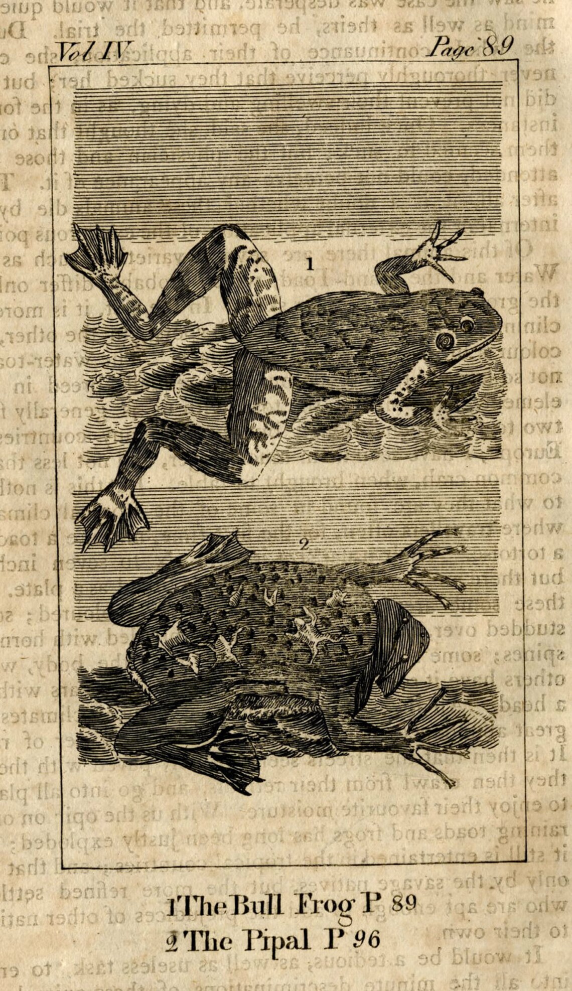 C. 1808 FROG Print • Original Antique Print • Amphibian Print • Toad ...
