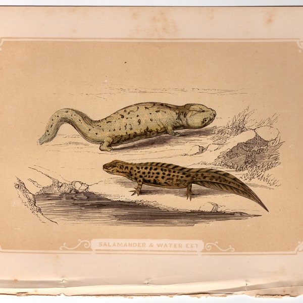 Reptile Print - Etsy