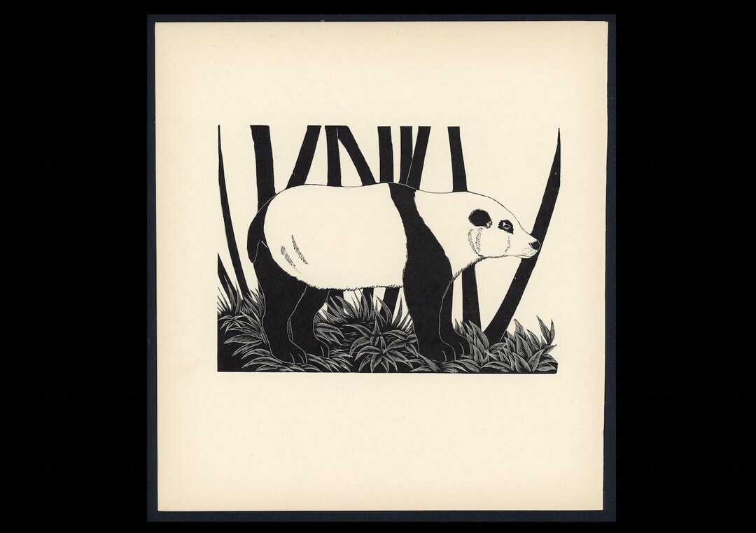 C. 1920's GIANT PANDA Lithograph • Original Antique Print • Daglish ...