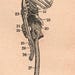 C. 1902 SKELETON Lithograph • Original Antique Print • Skeleton Print ...