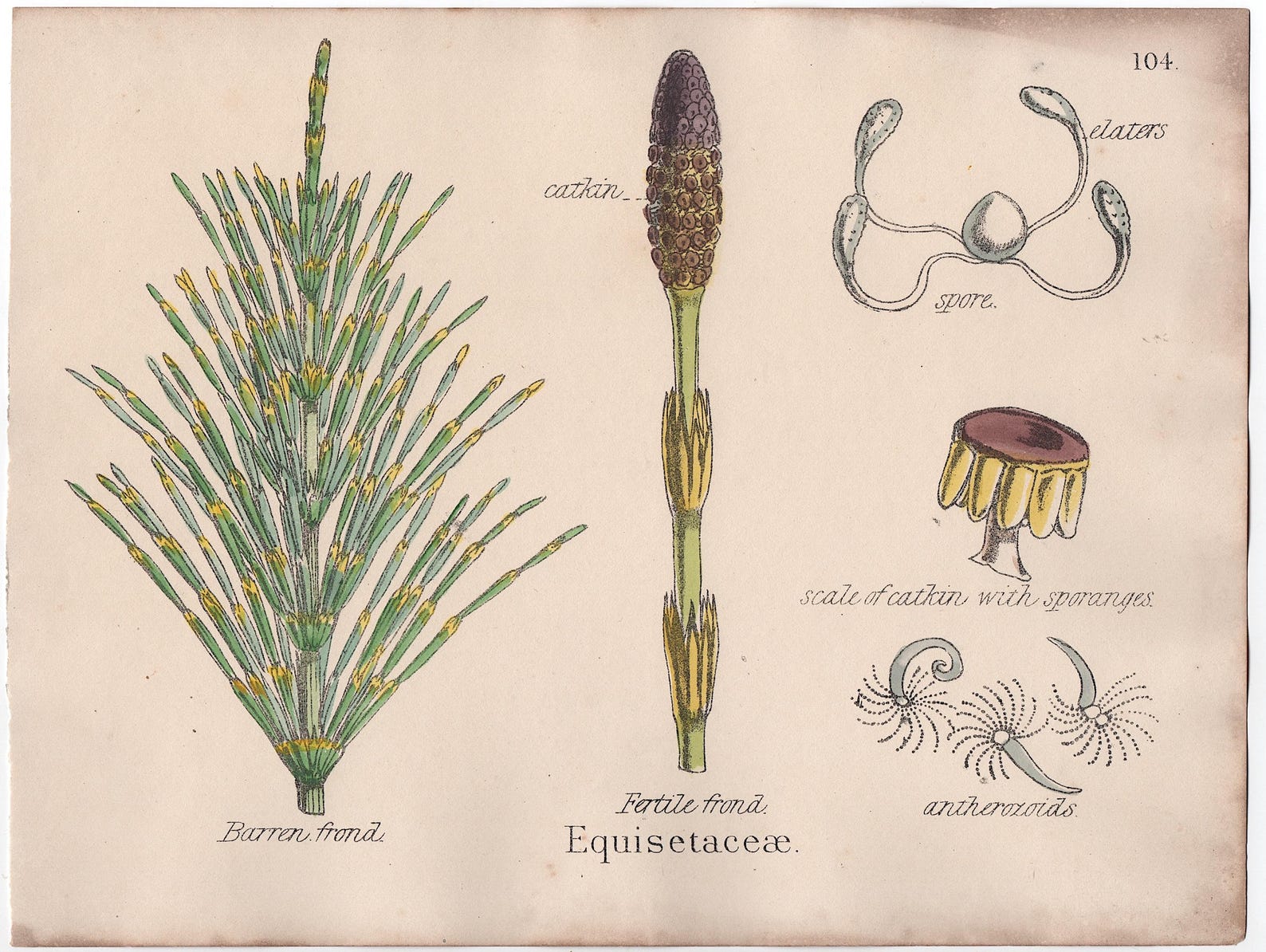 C. 1874 PLANT ANATOMY Print • Original Antique Print • Botany Print ...