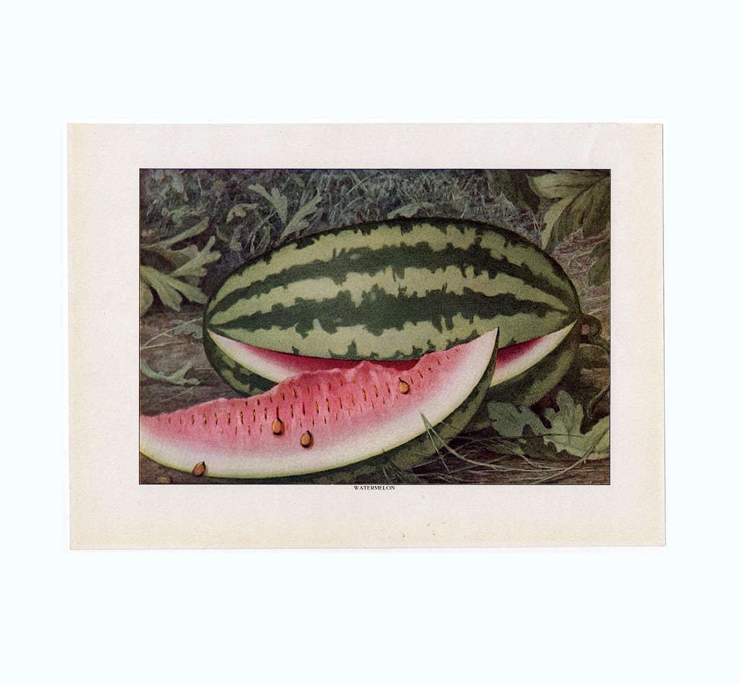 C. 1911 WATERMELON Print • Original Antique Print • Summer Fruit Print ...