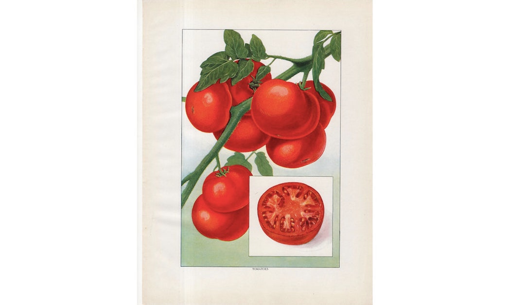 C. 1911 TOMATO Lithograph - Original Antique Print - Fruit & Vegetable ...