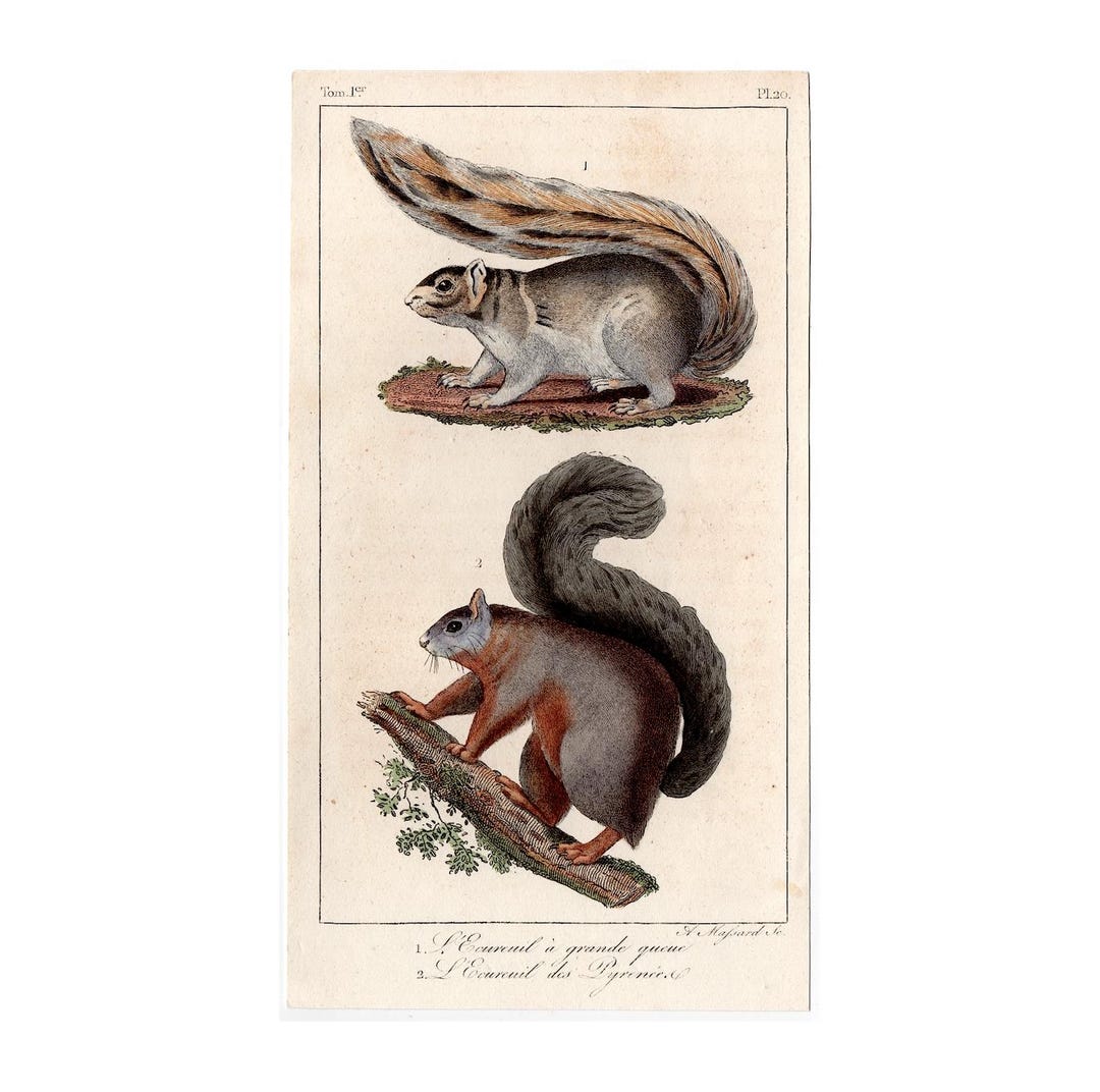 SQUIRREL Print C. 1831 • Original Antique Print • Hand Colored ...