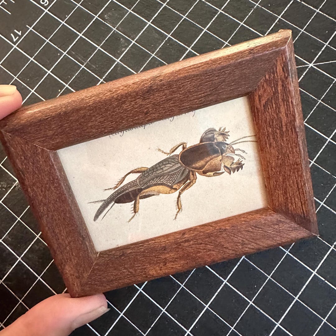 Tiny C. 1860 FRAMED MOLE CRICKET Engraving Original Antique Print ...