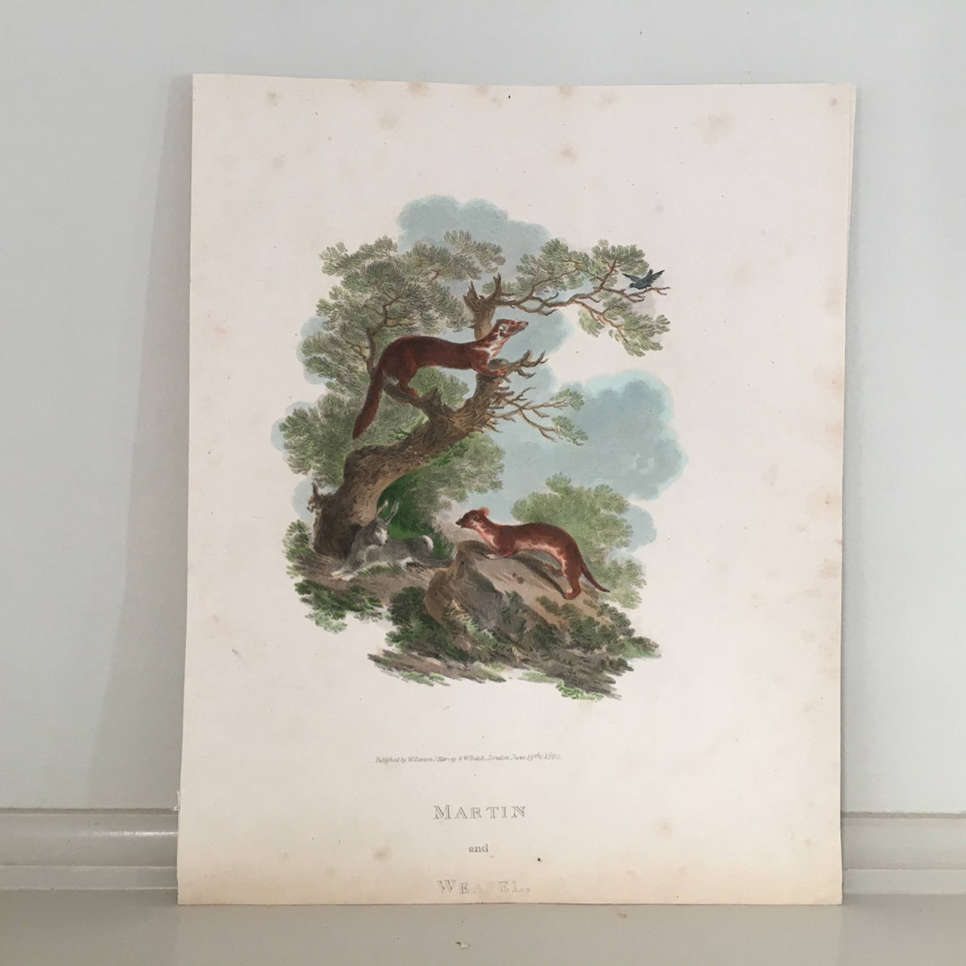 C. 1797 MARTIN & WEASEL Print • Original Antique Print • Antique Animal ...