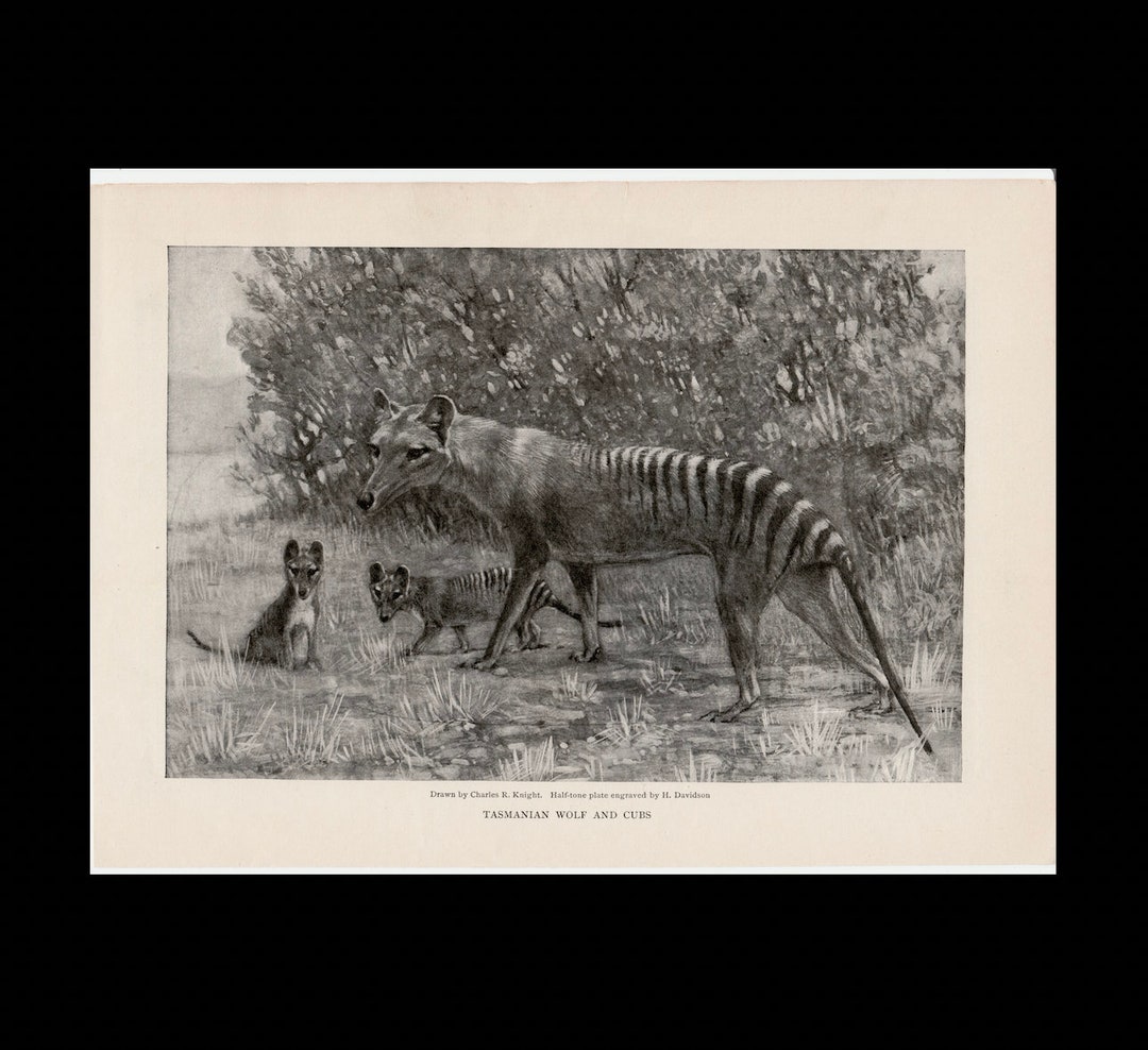 EXTINCT C. 1896 THYLACINE WOLF Lithograph Original Antique - Etsy