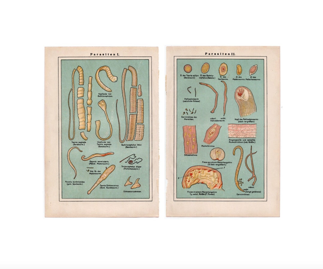 C. 1929 PARASITES Lithographs • Set of 2 Original Antique Prints ...