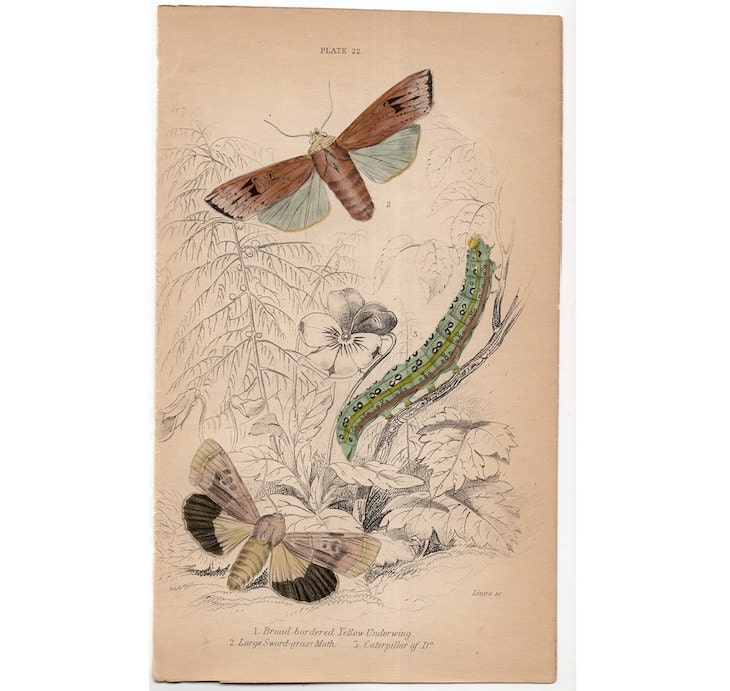 1843 Antique BUTTERFLY MOTH Engraving Original Antique - Etsy