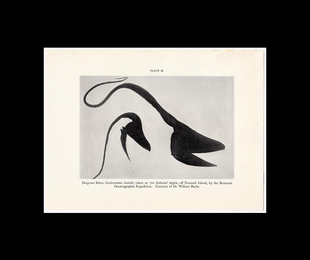 C. 1934 PELICAN EEL Lithograph • Original Vintage Print • Vintage Fish ...