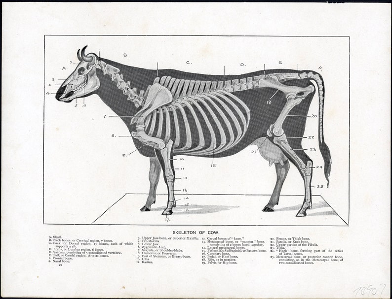 COW SKELETON print c.1902 • original antique print • animal anatomy ...