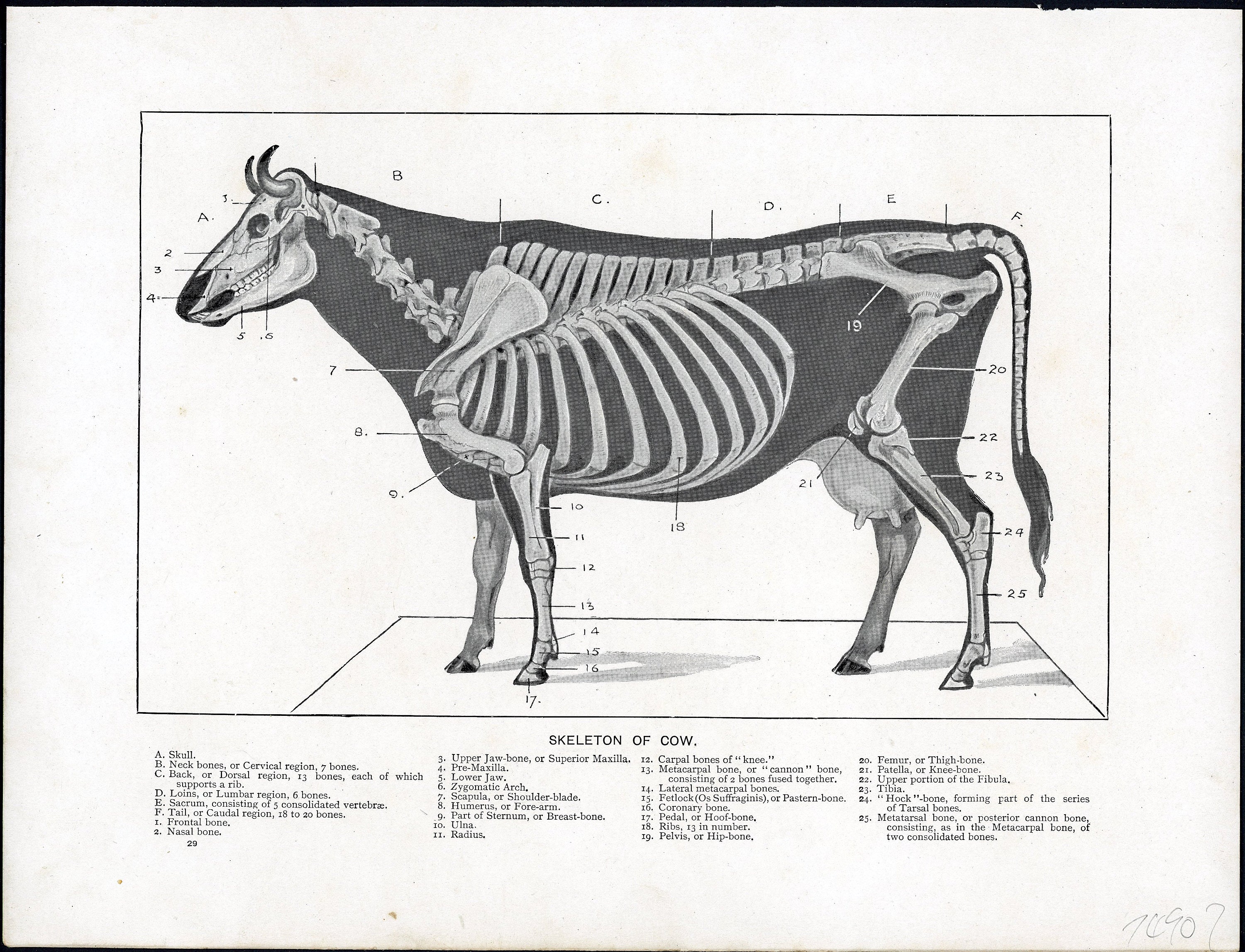 Cow Skeleton