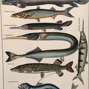C. 1843 FISH PRINT - Original Antique Print - Funky Sea Life Lithograph ...