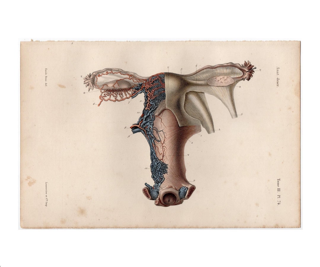 C. 1866 UTERUS • HUMAN ANATOMY Lithograph • Original Antique Print ...