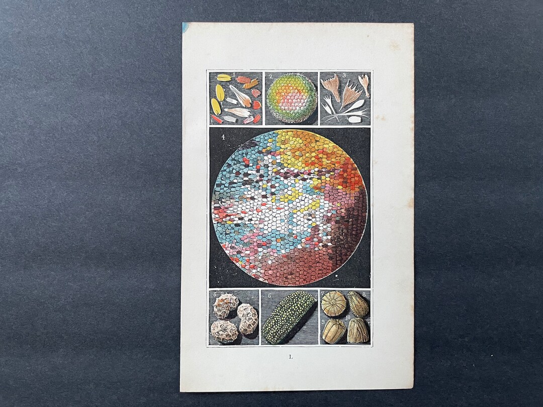 C. 1892 UNDER THE MICROSCOPE Lithograph - Original Antique Print ...