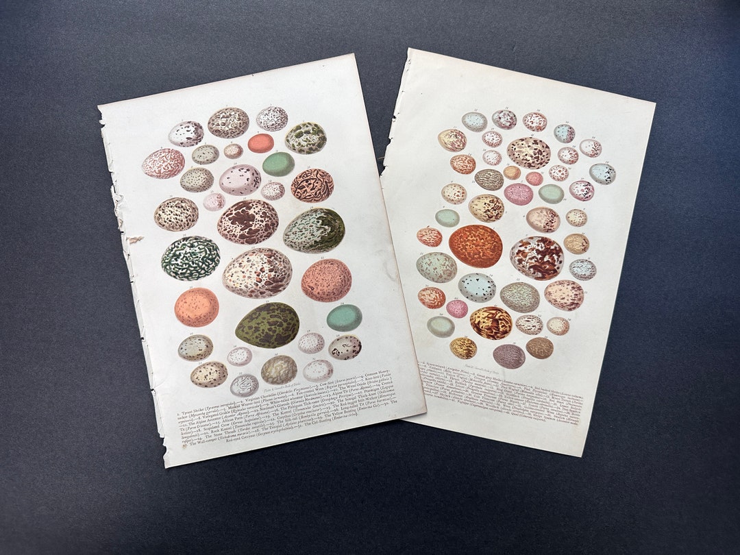 C. 1869 EGG Prints • Set of 2 Original Antique Prints • Bird Eggs ...