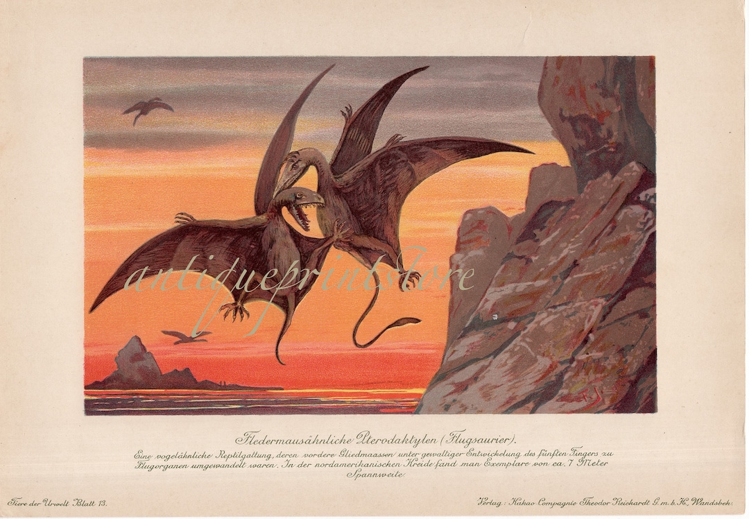 C. 1902 PTERODACTYL Lithograph • Original Antique Print • Extinct ...