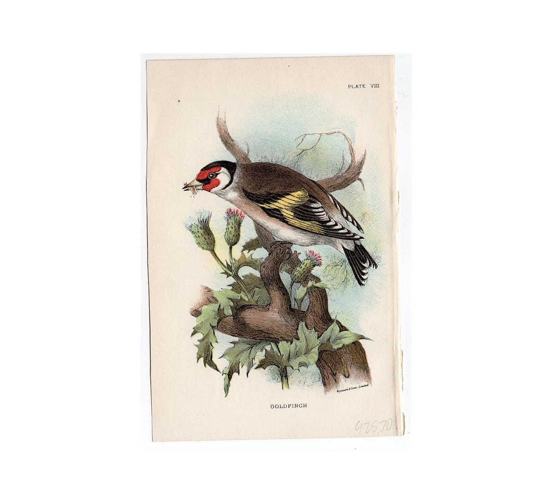 C. 1896 EUROPEAN GOLDFINCH Print • Original Antique Print • Songbird ...