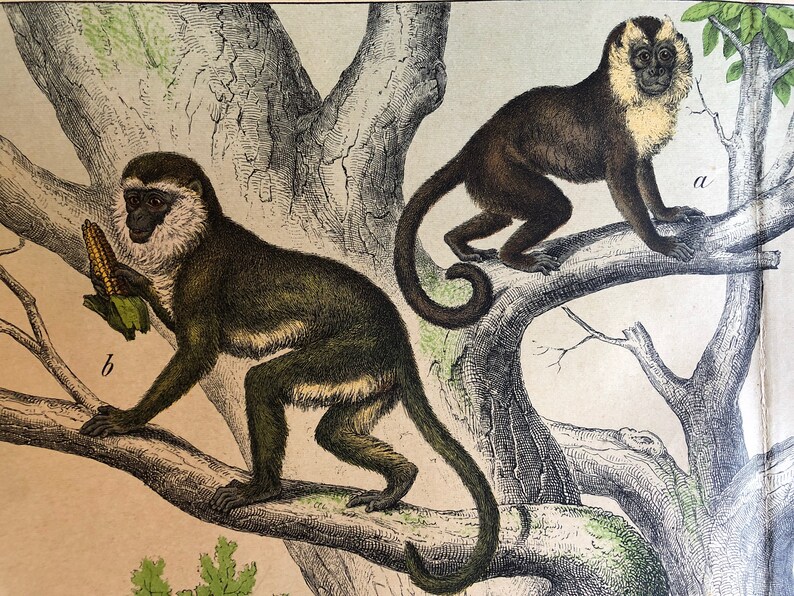 C. 1890 MONKEYS & APES Lithograph - Original Antique Monkey Print ...