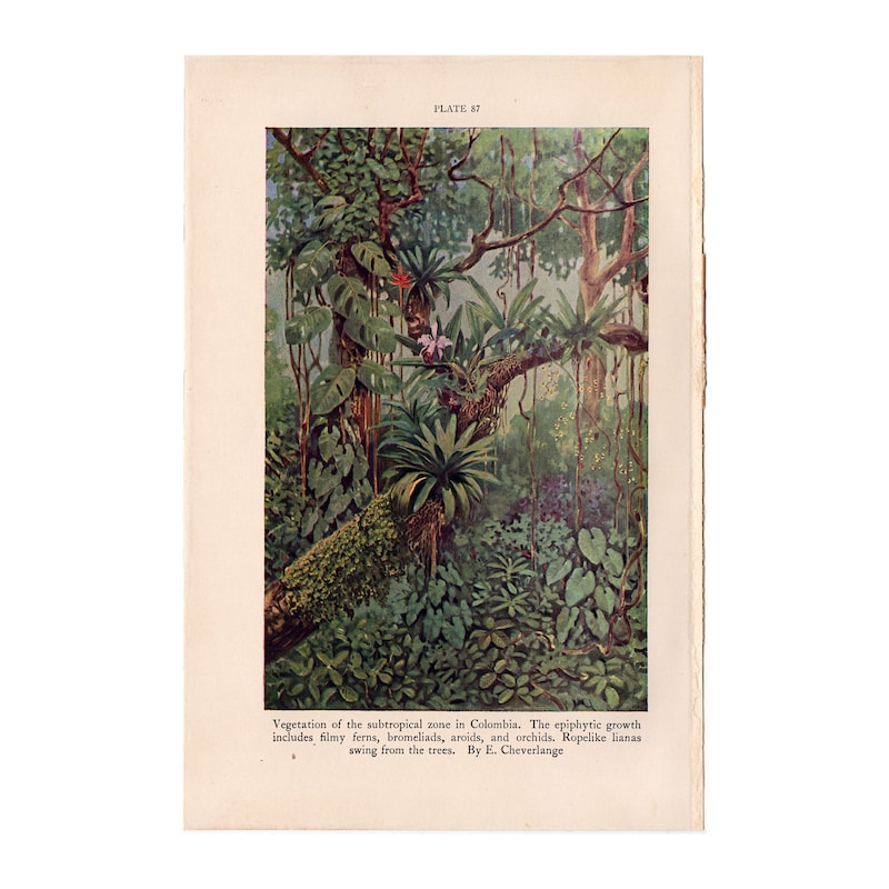 Large Botanical Prints - Etsy