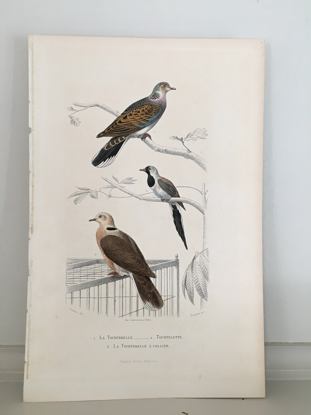 C. 1860 DOVES Engraving - Original Antique Print - Hand Colored ...