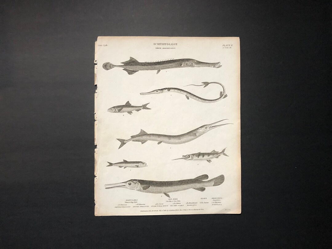 1809 ANTIQUE FISH ENGRAVING Sea Life Original Antique Ocean Animal ...