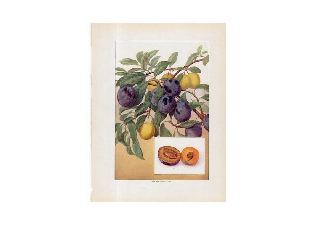 C. 1911 ANTIQUE PLUM Print • Original Antique Print • Drupe Fruit Print ...