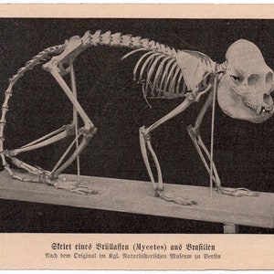 C. 1900 MONKEY SKELETON Lithographs • Original Antique Prints • Primate ...