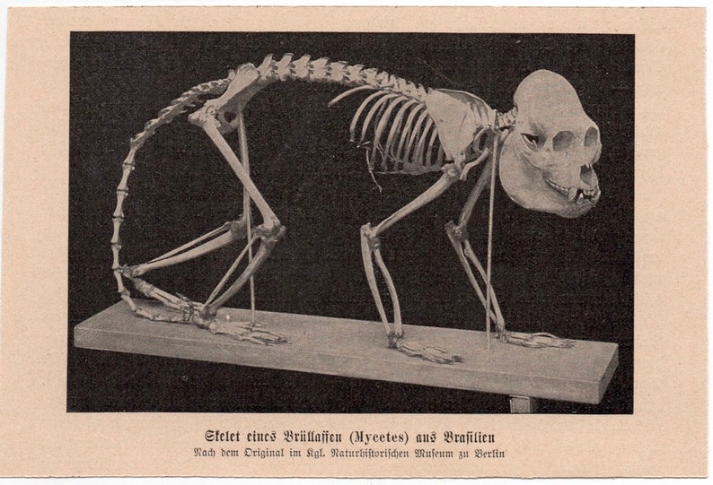 C. 1900 MONKEY SKELETON Lithographs • Original Antique Prints • Primate ...