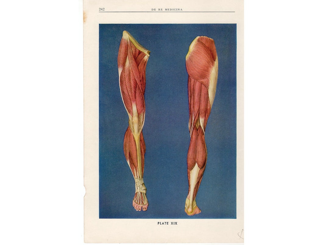 C 1940 LEGS Lithograph Original Vintage Print Human Anatomy Medical ...