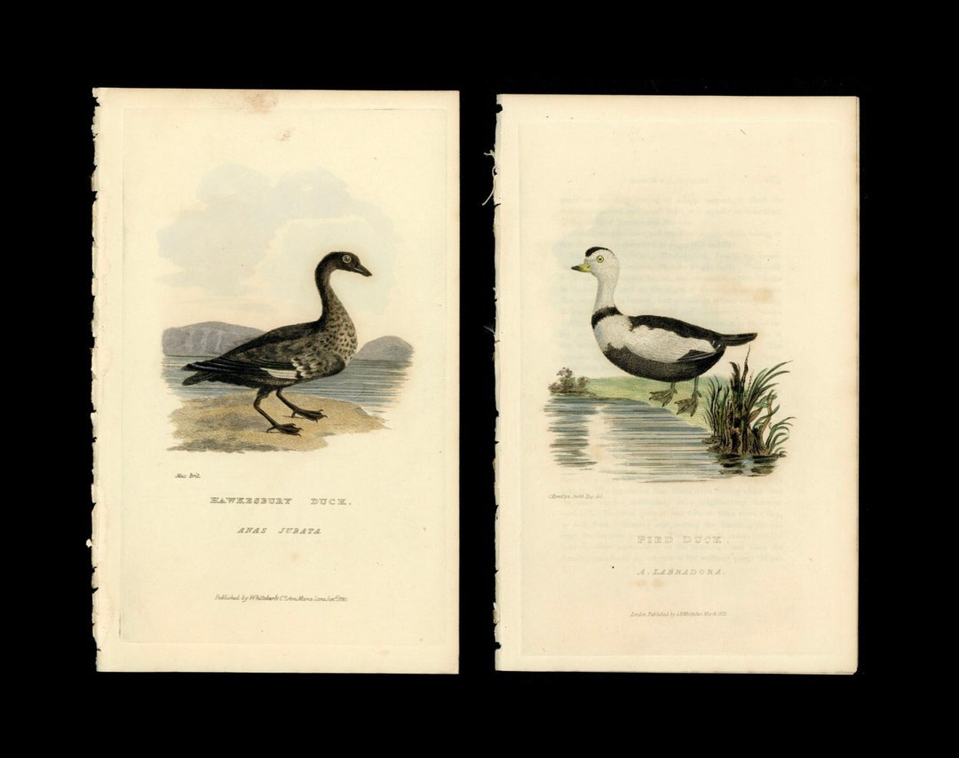 C. 1829 DUCK Engravings • Set of 2 Original Antique Prints • Hand ...