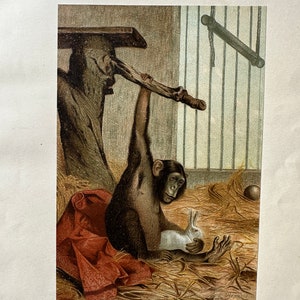 C. 1885 CHIMPANZEE Lithograph • Original Antique Print • Rev J. G. Wood ...