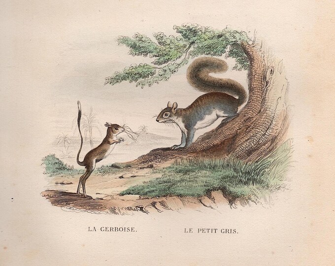 C. 1858 SQUIRREL & GERBIL Engraving • Original Antique Print • Hand ...