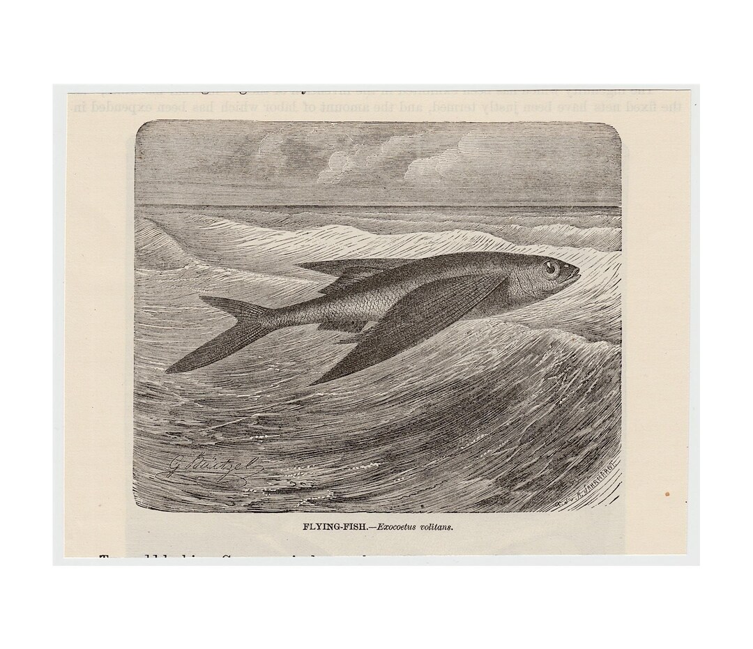 C. 1894 FLYING FISH Print • Original Antique Print • Exocoetidae Fish ...