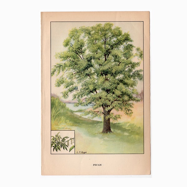 Pecan Tree - Etsy