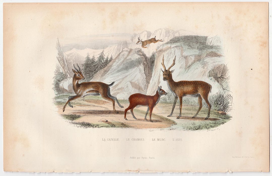 C. 1858 ANTELOPES Engraving • Original Antique Print • Pronghorn Print ...