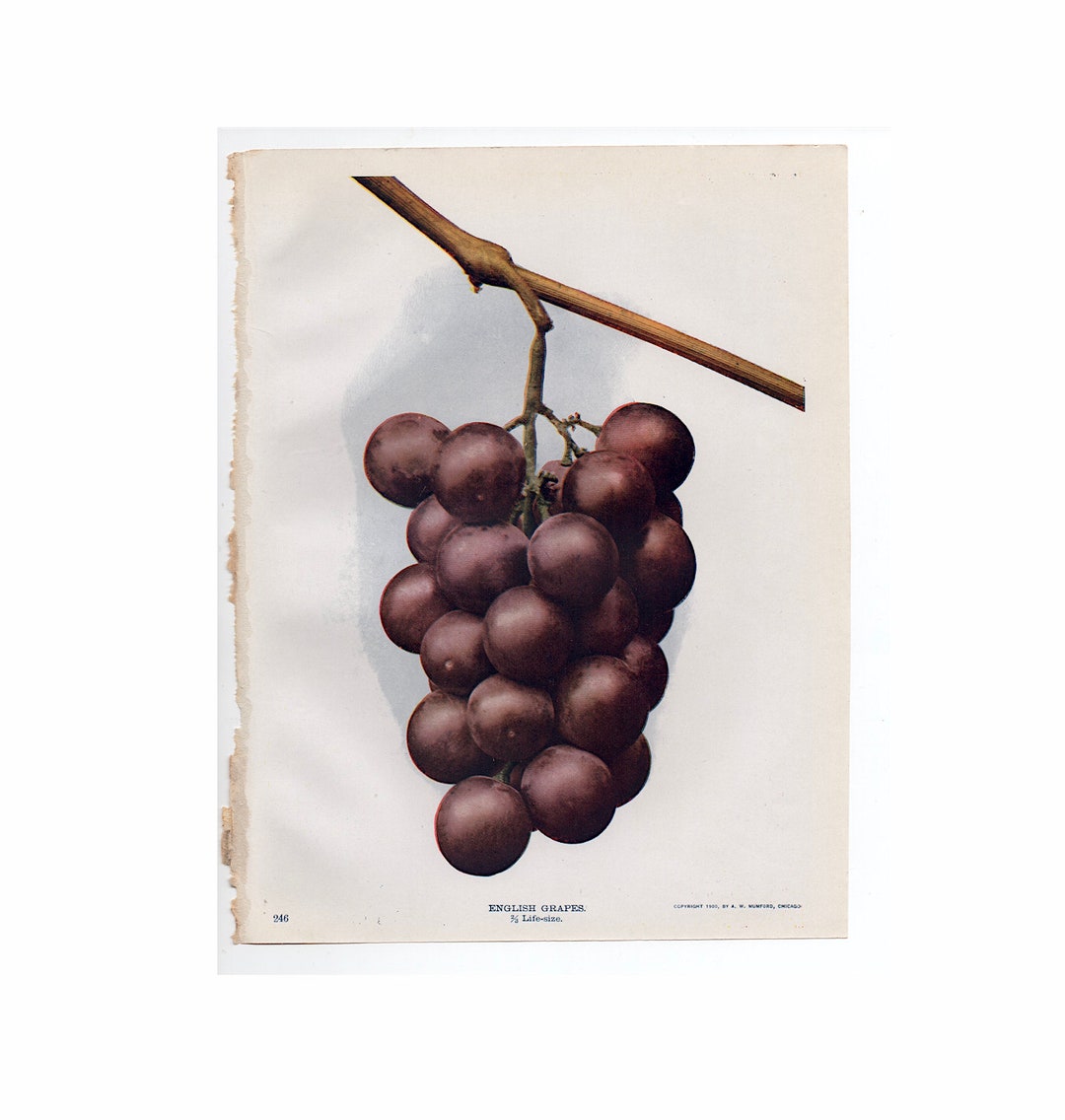 C. 1900 GRAPES Lithograph • Original Antique Print • Orchard Print ...