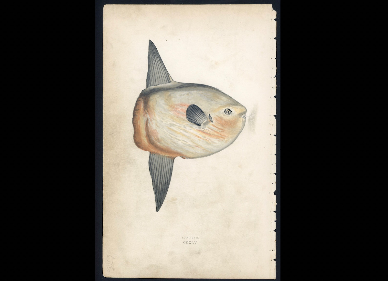 C. 1862 OCEAN SUNFISH Woodblock • Original Antique Print • Marine Fish ...