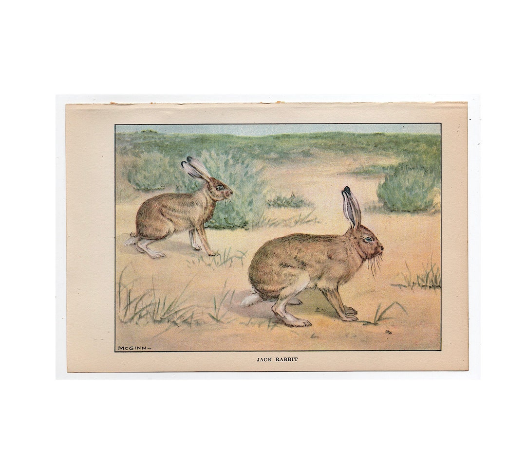 C. 1917 JACK RABBIT Lithograph - Original Antique Print • Animal Print ...