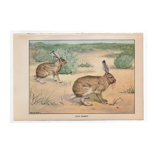 Antique Rabbit Print - Etsy