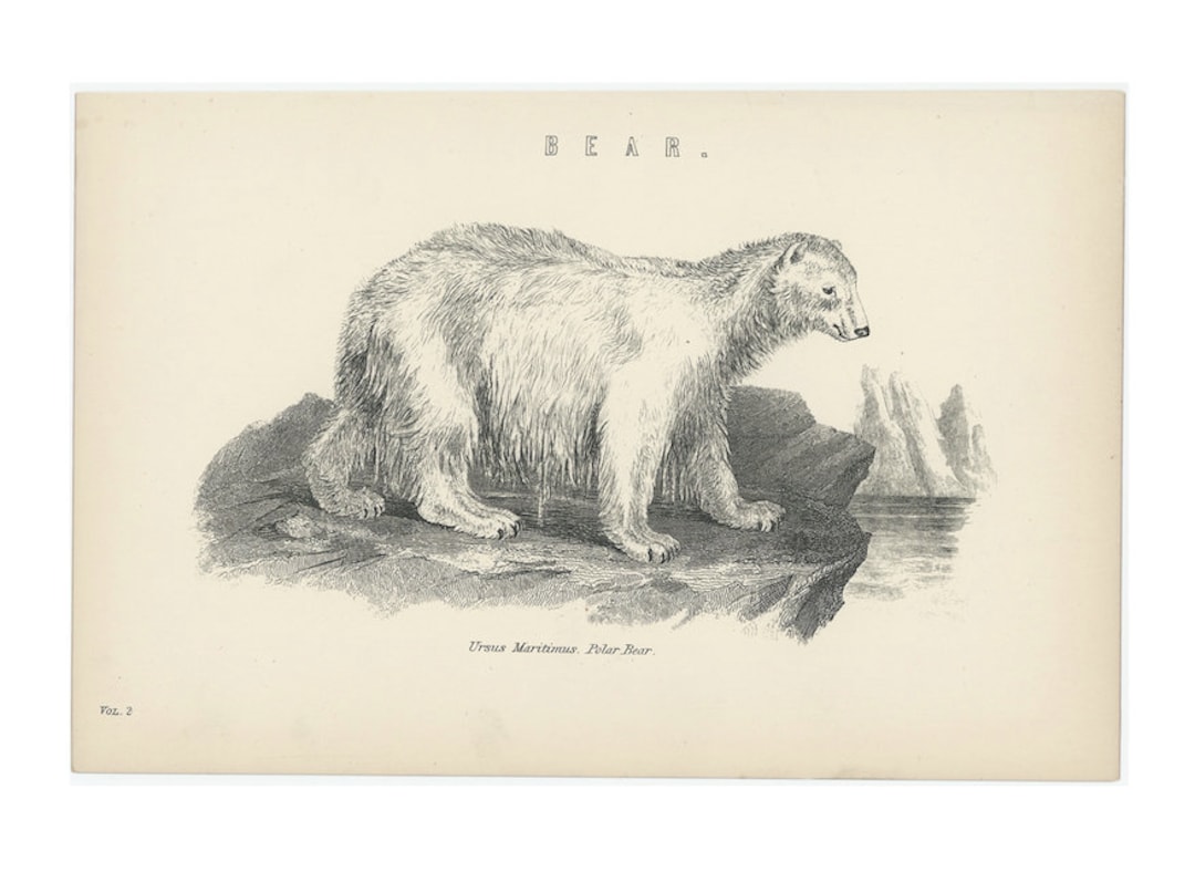 C. 1880 POLAR BEAR Lithograph • Original Antique Print • Arctic Animal ...