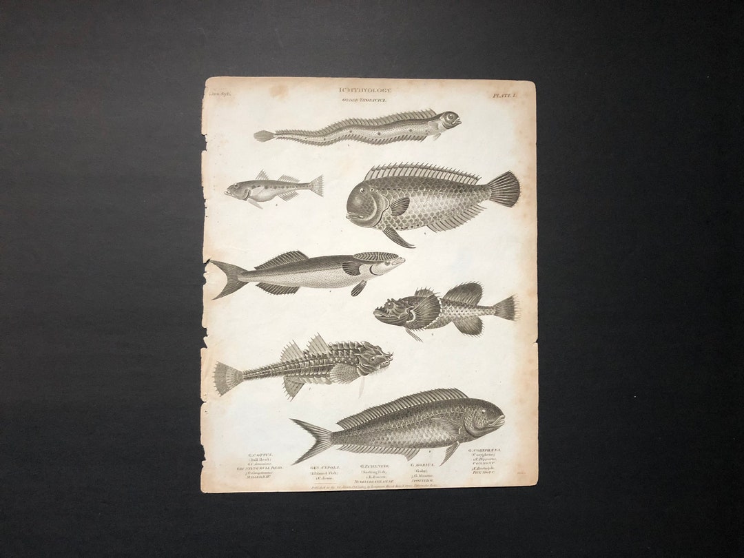 1809 ANTIQUE FISH ENGRAVING Sea Life Original Antique Ocean Animal ...