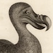 RARE! C. 1808 DODO BIRD Print • Antique Print • Dronte Print • Dodo ...