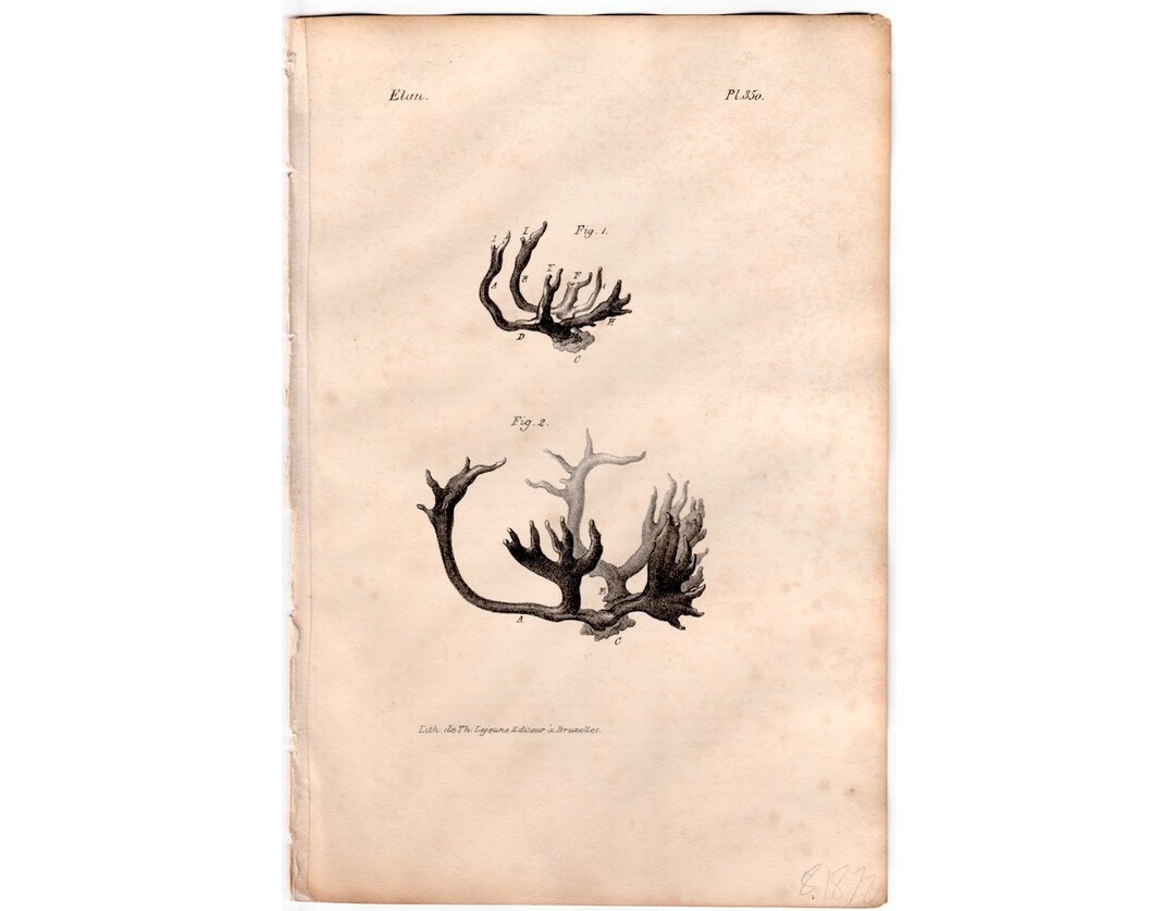 C. 1830 ANTLERS Engraving • Original Antique Print • Animal Anatomy ...