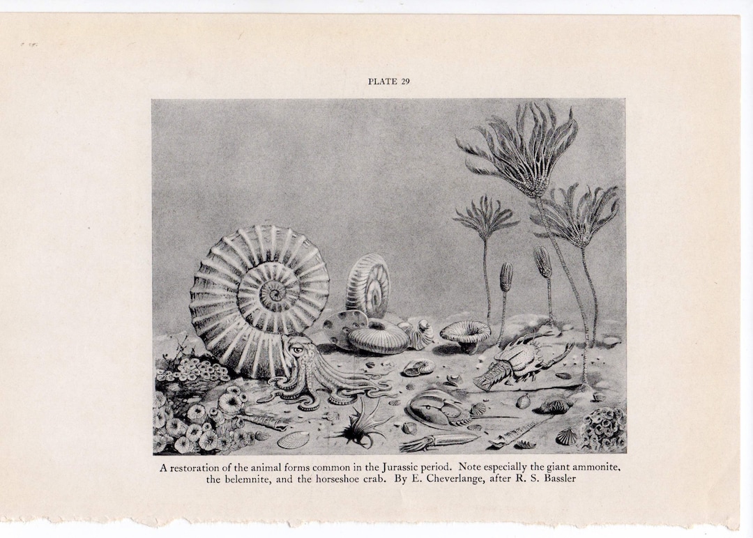 C. 1934 EXTINCT AMMONITE Lithograph • Original Vintage Print ...