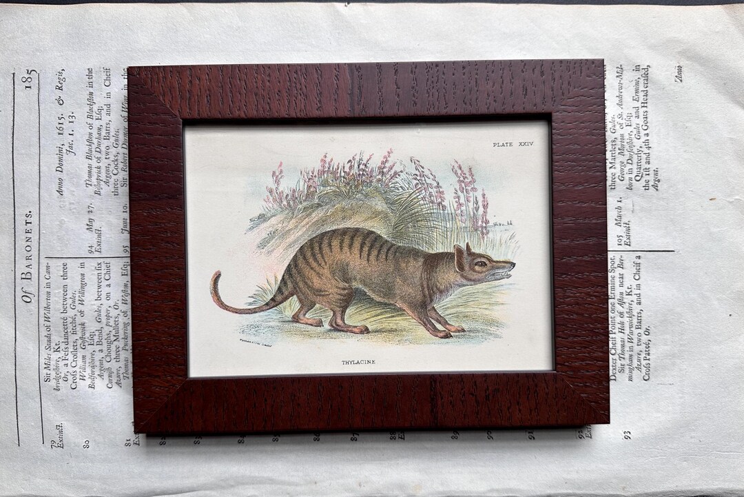 THYLACINE TASMANIAN TIGER Framed Lithograph C. 1896 • Original Antique ...