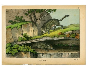 Wild Cat Print - Etsy