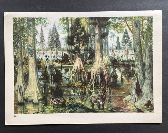 C. 1960 COAL FOREST LANDSCAPE Lithograph Original Vintage Print Extinct ...