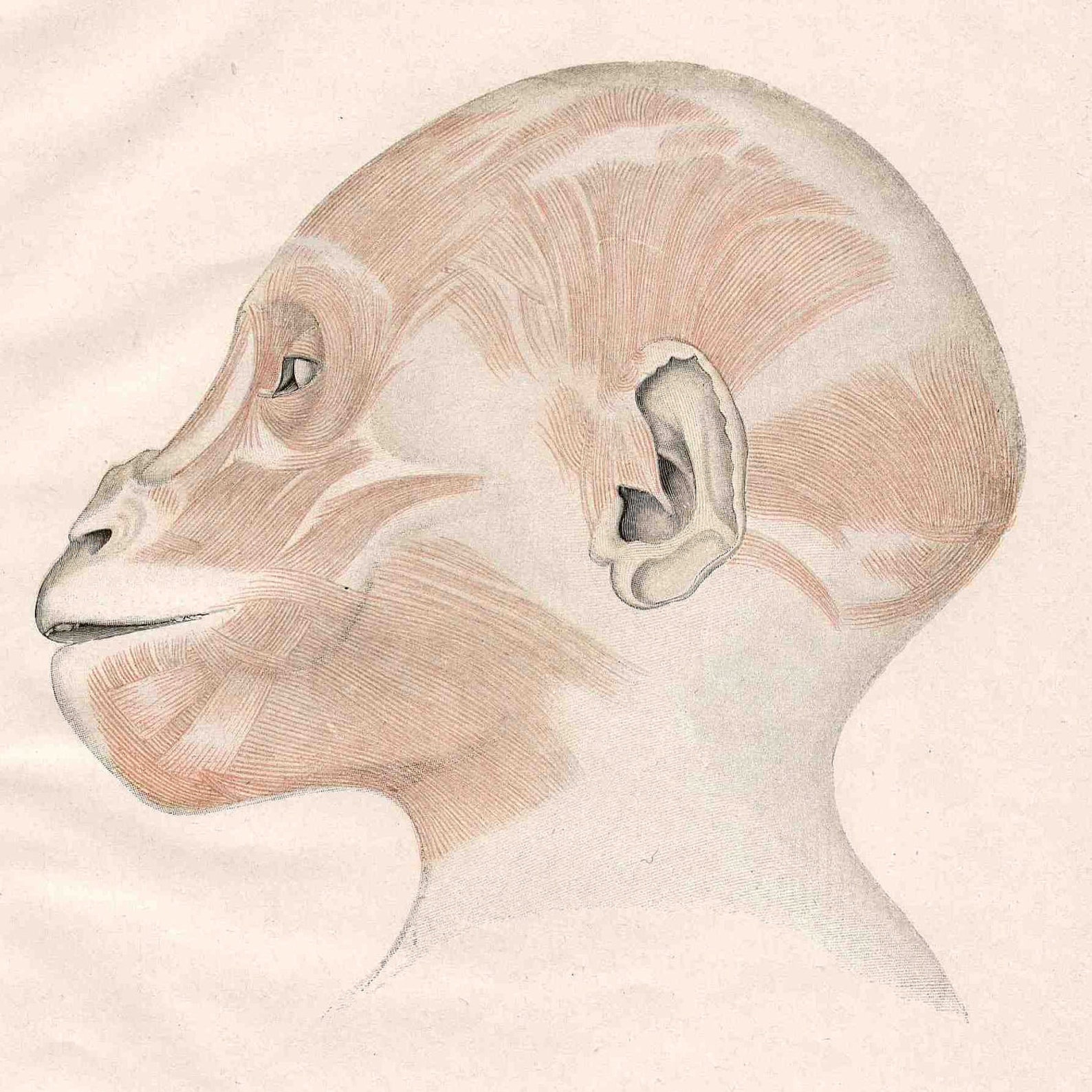 C. 1900 MONKEY ANATOMY Print - Original Antique Animal Anatomy Print ...